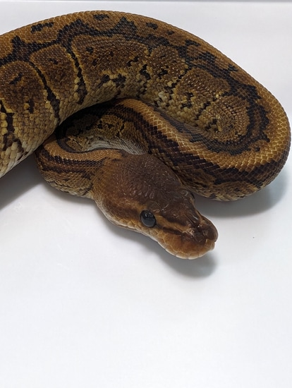 Mahogany Pinstripe Ball Python by Redstone Reptiles LLC