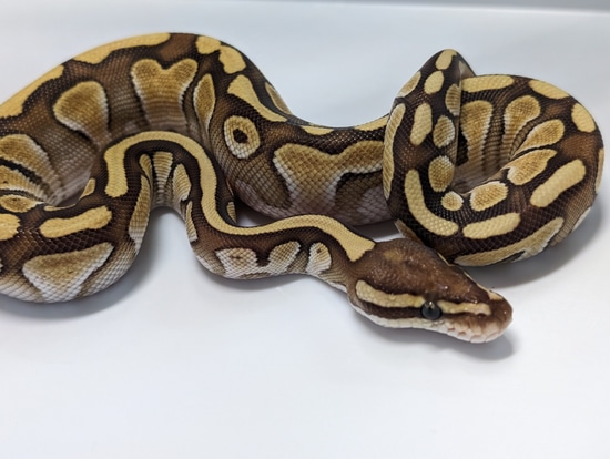Lesser 100% Het Clown Ball Python by Redstone Reptiles LLC
