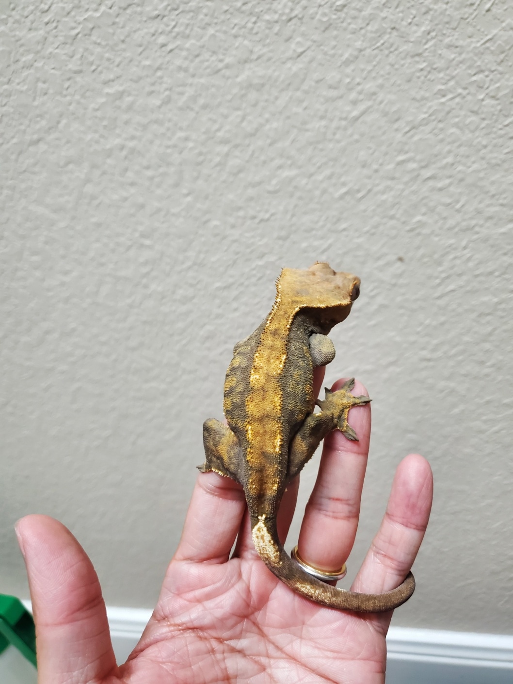 Pos Cappuccino Harlequin Adult Female(RTB) Crested Gecko by Kenneth's ...