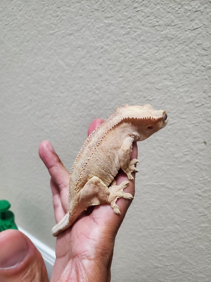 Yellow Mango RTB Female Crested Gecko by Kenneth's Reptile