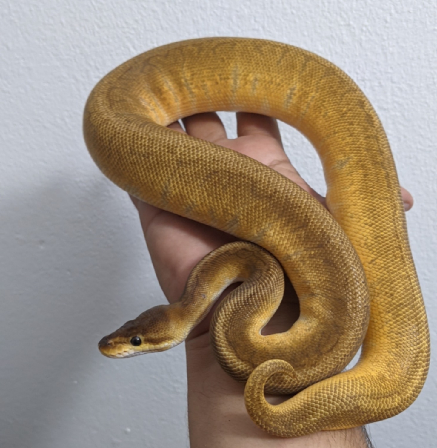 Sunset Pinstripe Ball Python by Royal Genetic Reptiles Inc - MorphMarket