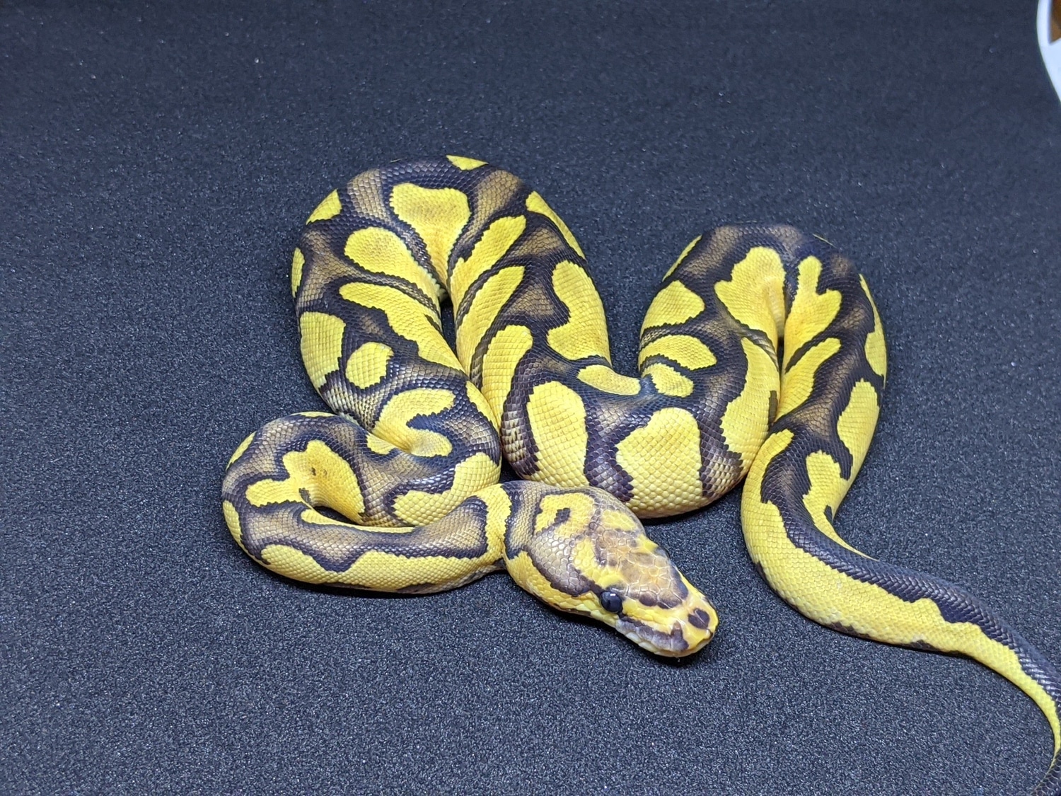 Chocolate Fire Clown Ball Python by Royal Genetic Reptiles Inc ...