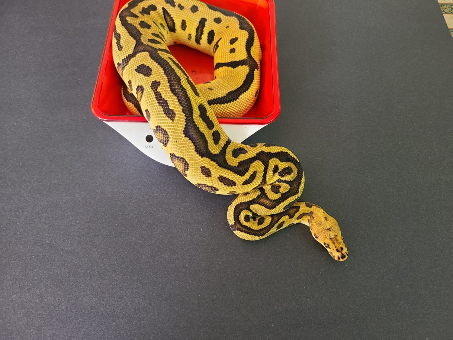 Fire Batman Ball Python by Royal Genetic Reptiles Inc - MorphMarket