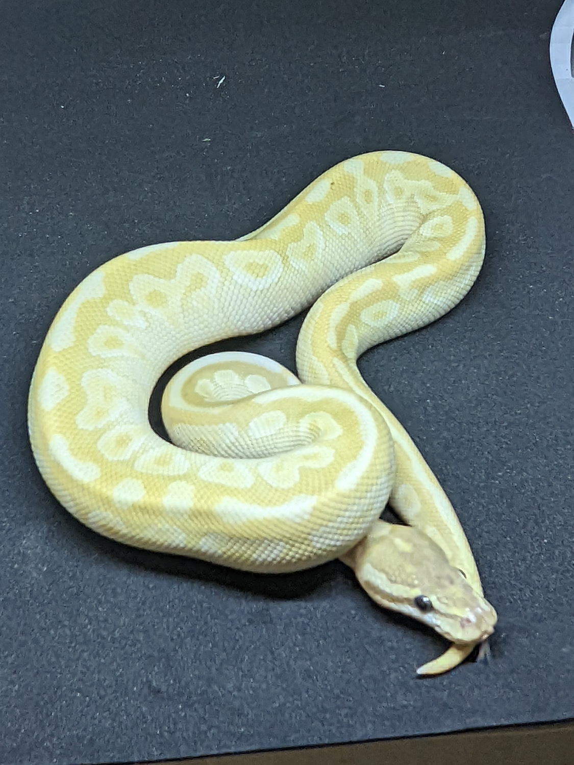 Crystal Spotnose Het Clown Ball Python by Royal Genetic Reptiles Inc ...