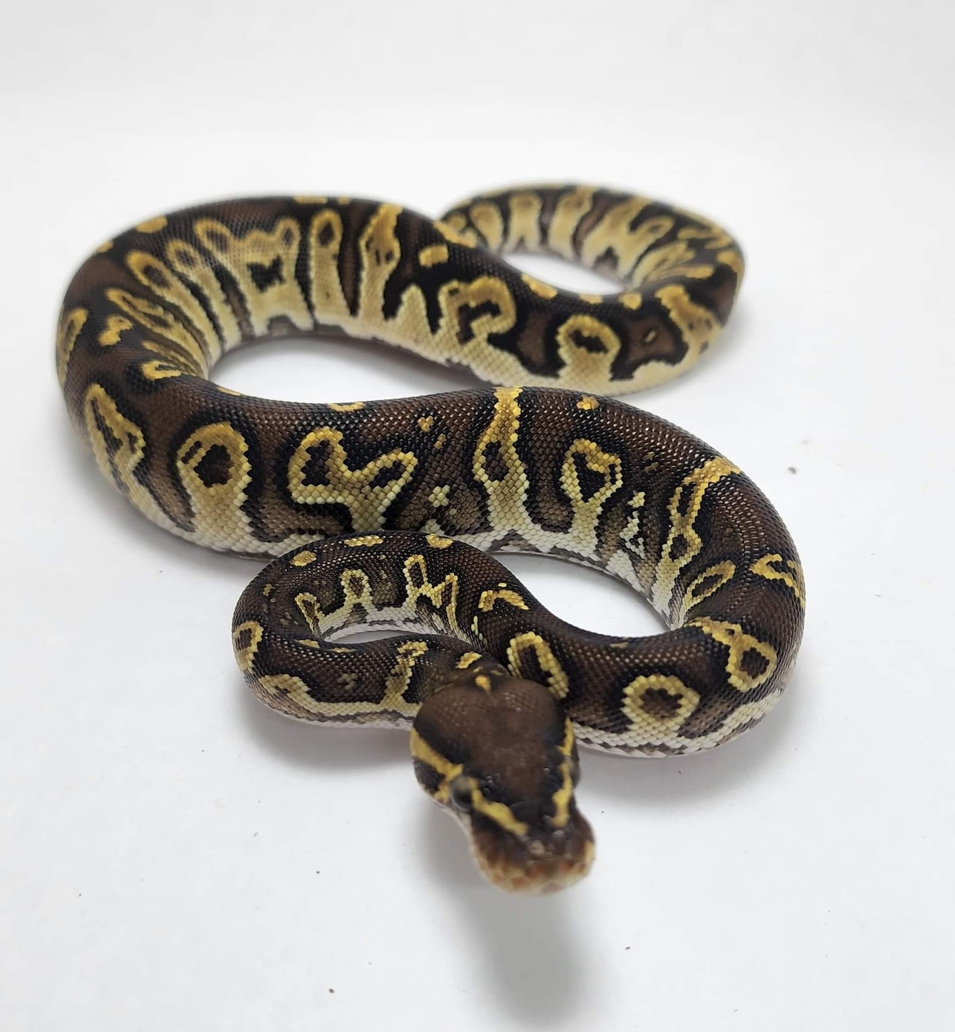 Pastel Angry Ball More Python by Royal Genetic Reptiles Inc - MorphMarket