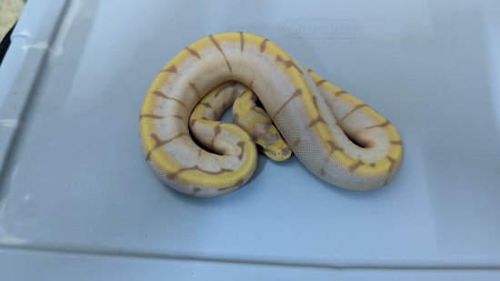 Banana Enchi Spider Ball Python by Royal Genetic Reptiles Inc