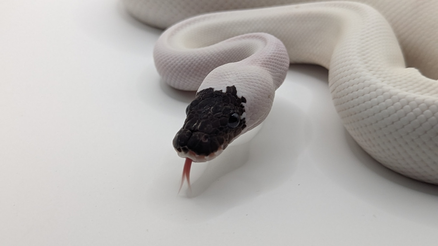 Suma Spied Ball Python by Royal Genetic Reptiles Inc - MorphMarket