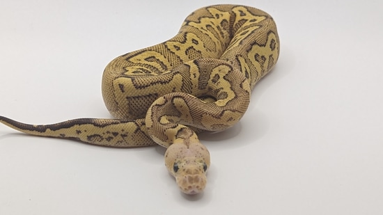 NO RESERVE Firefly Red Stripe YB Or Gravel Clown Ball Python by Royal ...