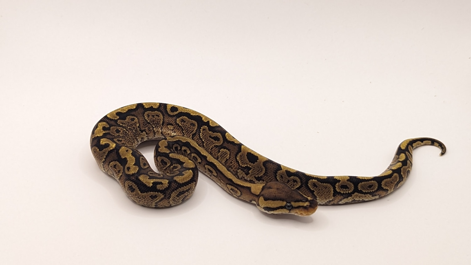 Fire Red Stripe YB/Gravel Het Clown Ball Python by Royal Genetic ...