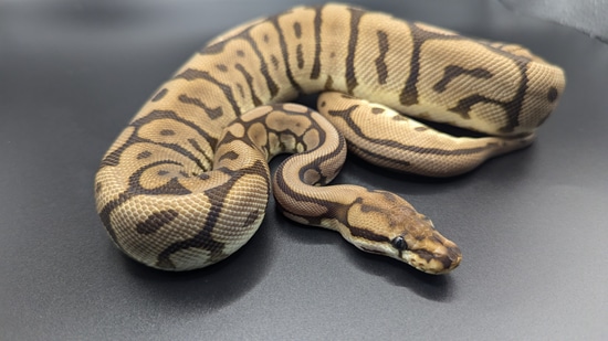 Leopard Spider 100% Het Axanthic VPI And Clown ** SHIPPING INCLUDED ...