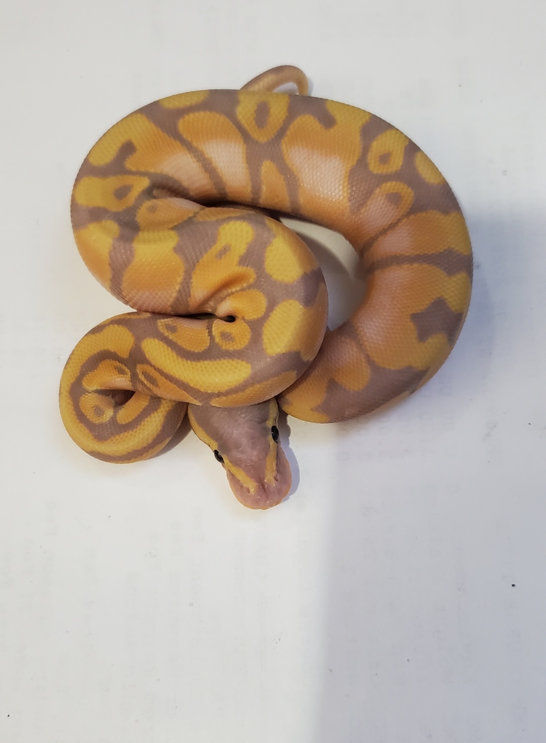 Banana Leopard Yb Het Pied Ball Python by Magnumxexotics - MorphMarket