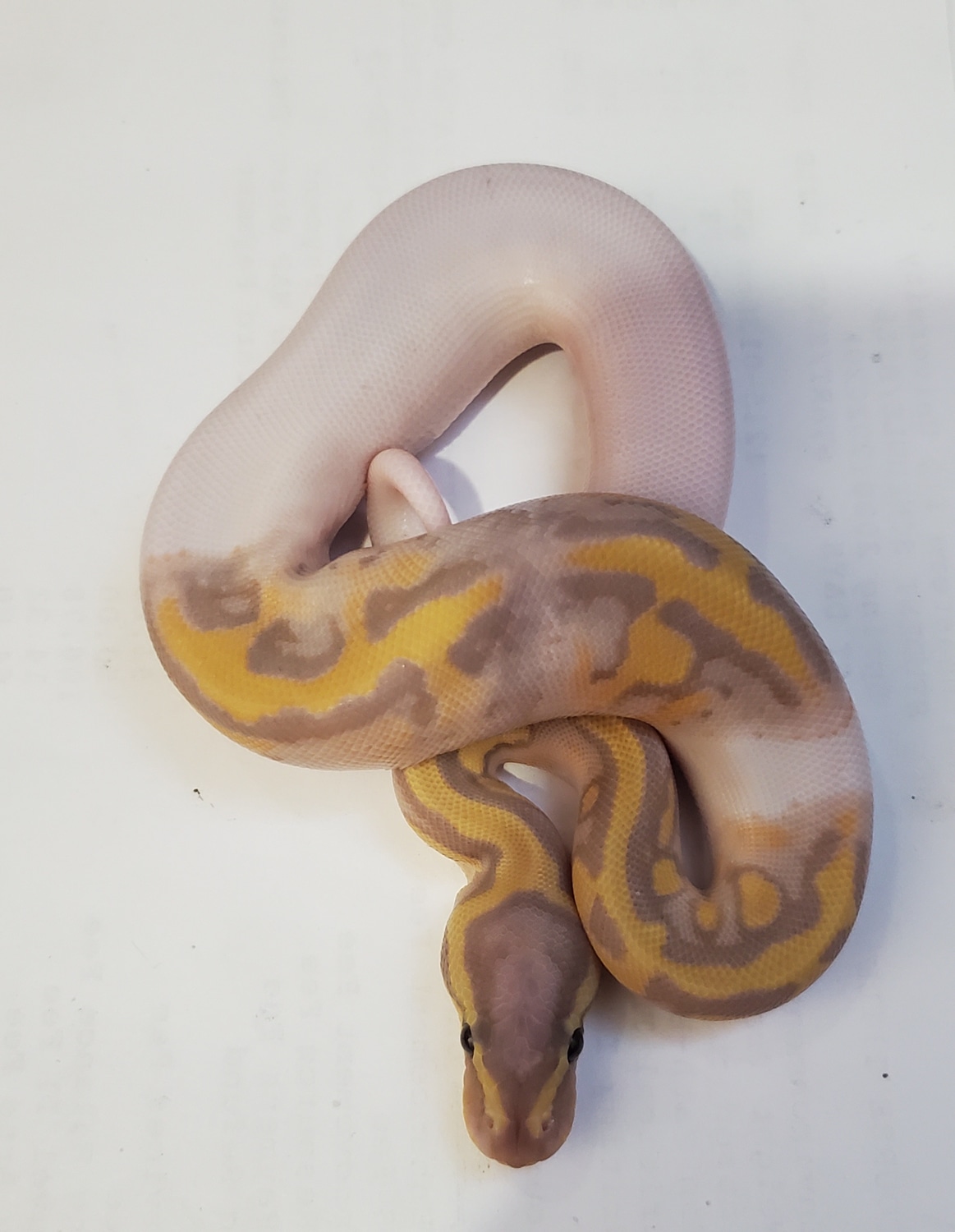 Banana Leopard Yb Pied Ball Python by Magnumxexotics - MorphMarket