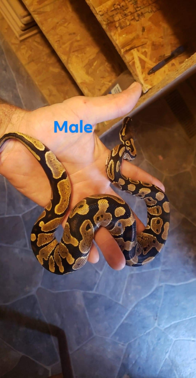 66% Het Lavender Albinos Ball Python by Backroad Morphs Llc - MorphMarket