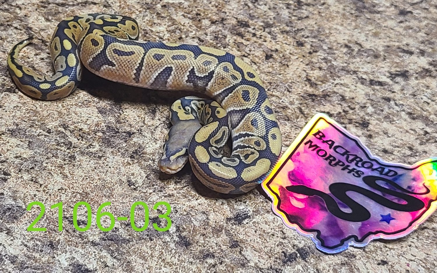 Orange Ghost Ball Python by Backroad Morphs Llc - MorphMarket