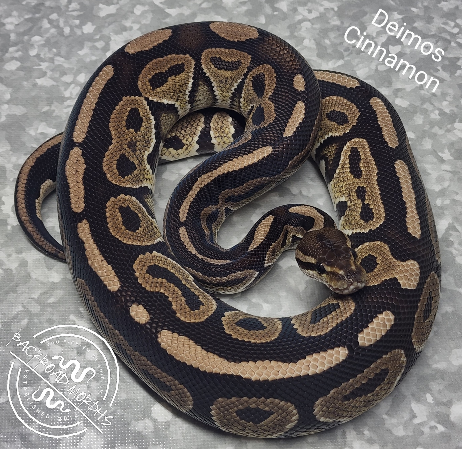 Cinnamon Ball Python by Backroad Morphs Llc - MorphMarket