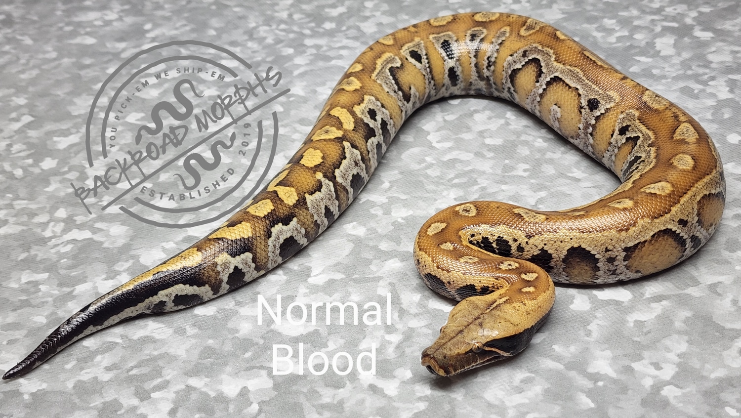 Normal Blood Python by Backroad Morphs Llc - MorphMarket