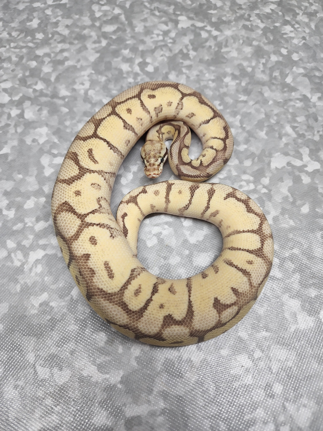 Firefly Spider Mojave Ball Python by Backroad Morphs Llc - MorphMarket