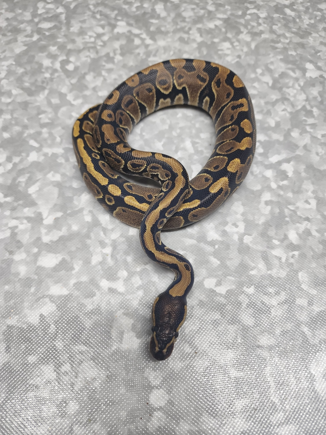 Funky Normal Ball Python by Backroad Morphs Llc - MorphMarket
