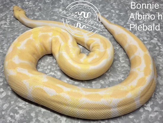 Paradox Albino Het Piebald Ball Python by Backroad Morphs Llc