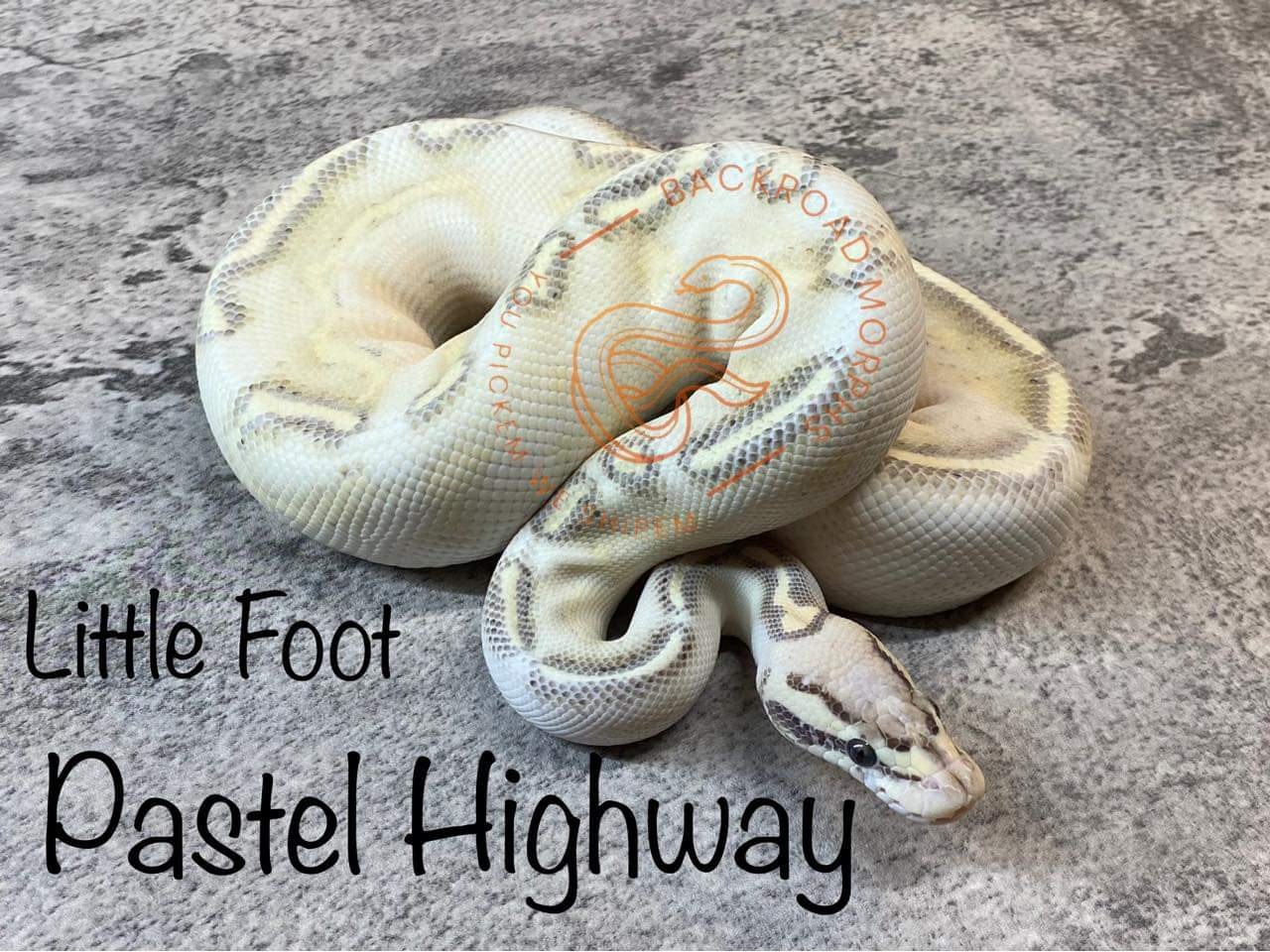Pastel Highway Ball Python by Backroad Morphs Llc - MorphMarket