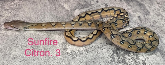 Sunfire Citron Reticulated Python by Backroad Morphs Llc