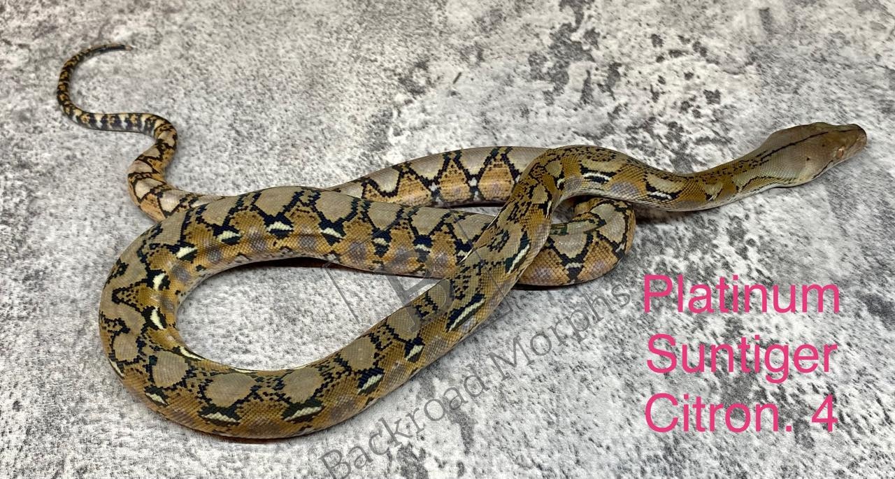 Platinum Suntiger Citron Reticulated Python by Backroad Morphs Llc ...