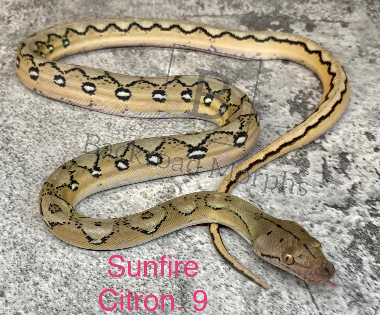 Sunfire Citron Reticulated Python by Backroad Morphs Llc - MorphMarket