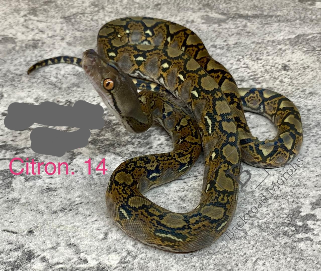 Normal Citron Reticulated Python by Backroad Morphs Llc - MorphMarket