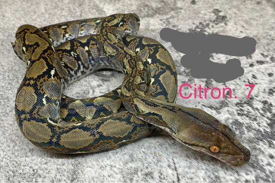 Normal Citron Reticulated Python by Backroad Morphs Llc