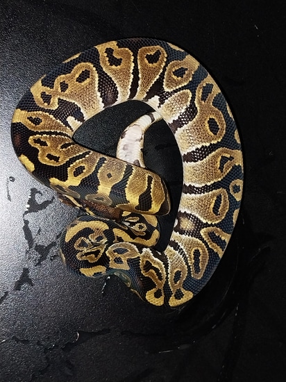 Yellowbelly/Spark Pos Het Sunset Pos Het Clown Ball Python by Backroad ...