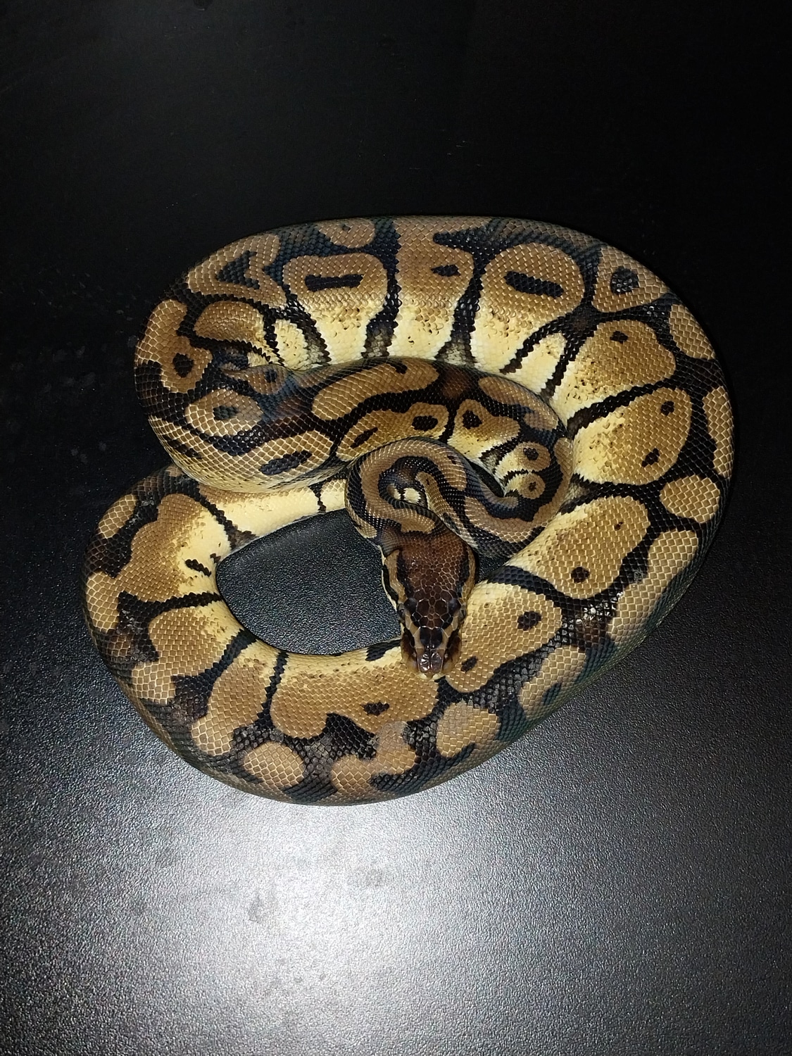 Pastel Het Piebald Het Axanthic Tsk Ball Python by Backroad Morphs Llc - MorphMarket