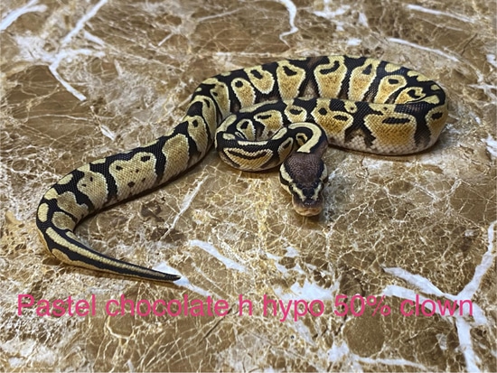 Pastel Chocolate Blitz Het Hypo 50% Het Clown Ball Python by Backroad Morphs Llc