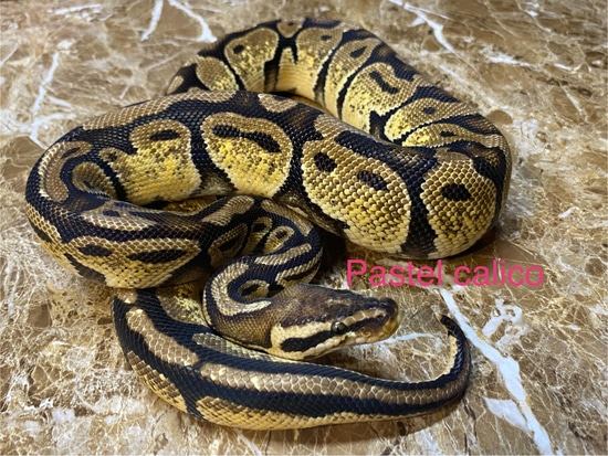 Pastel Calico Ball Python by Backroad Morphs Llc