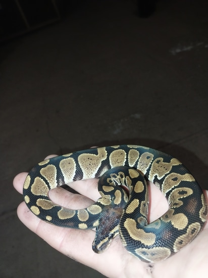 Normal Pos Het Sunset Pos Het Clown Ball Python by Backroad Morphs Llc