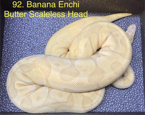 Breeding Pair Of Scaleless Head Combos Ball Python by Backroad Morphs Llc