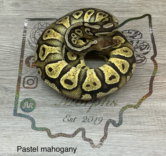 Pastel Mahogany Ball Python by Backroad Morphs Llc