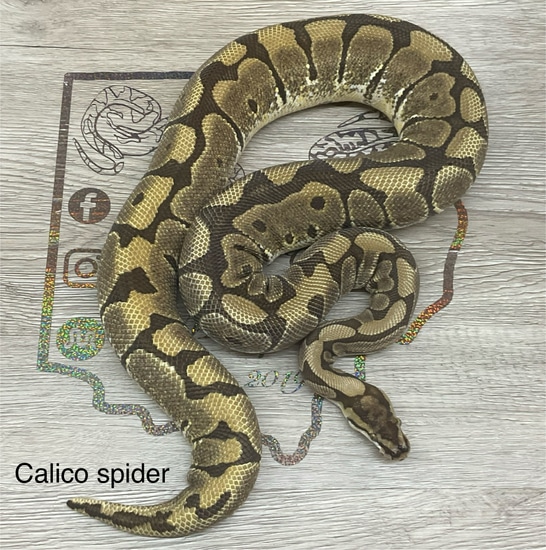 Calico Spider Ball Python by Backroad Morphs Llc