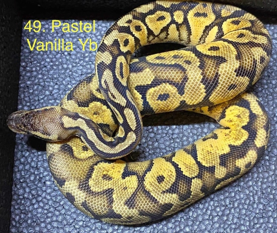 Pastel Vanilla Yellowbelly Ball Python by Backroad Morphs Llc