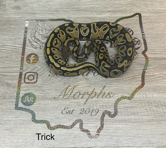 Trick Ball Python by Backroad Morphs Llc