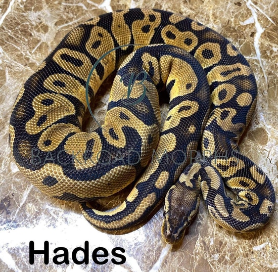 Lemon Pastel Het Sunset Het Clown Ball Python by Backroad Morphs Llc