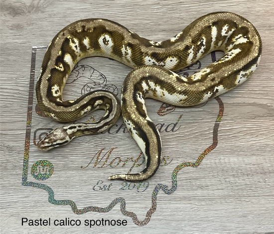 Pastel Calico Spotnose Ball Python by Backroad Morphs Llc