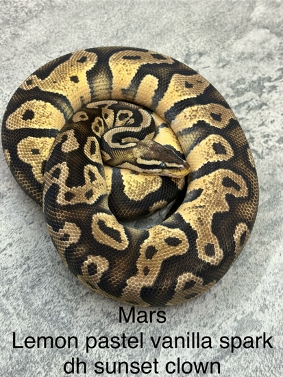 Lemon Pastel Spark Vanilla Het Sunset Het Clown Ball Python by Backroad Morphs Llc