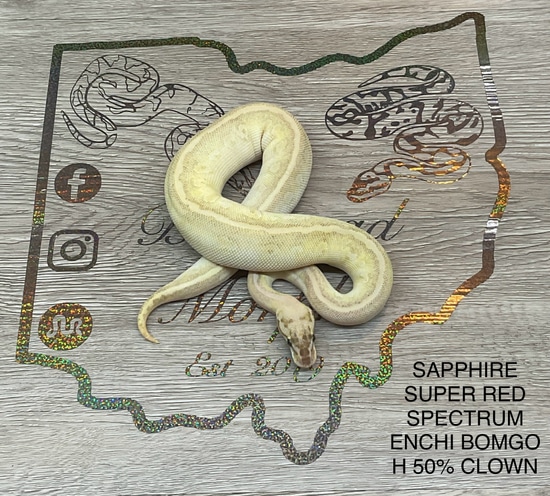 Super Red Spectrum Enchi Bongo 50% Clown Ball Python by Backroad Morphs Llc