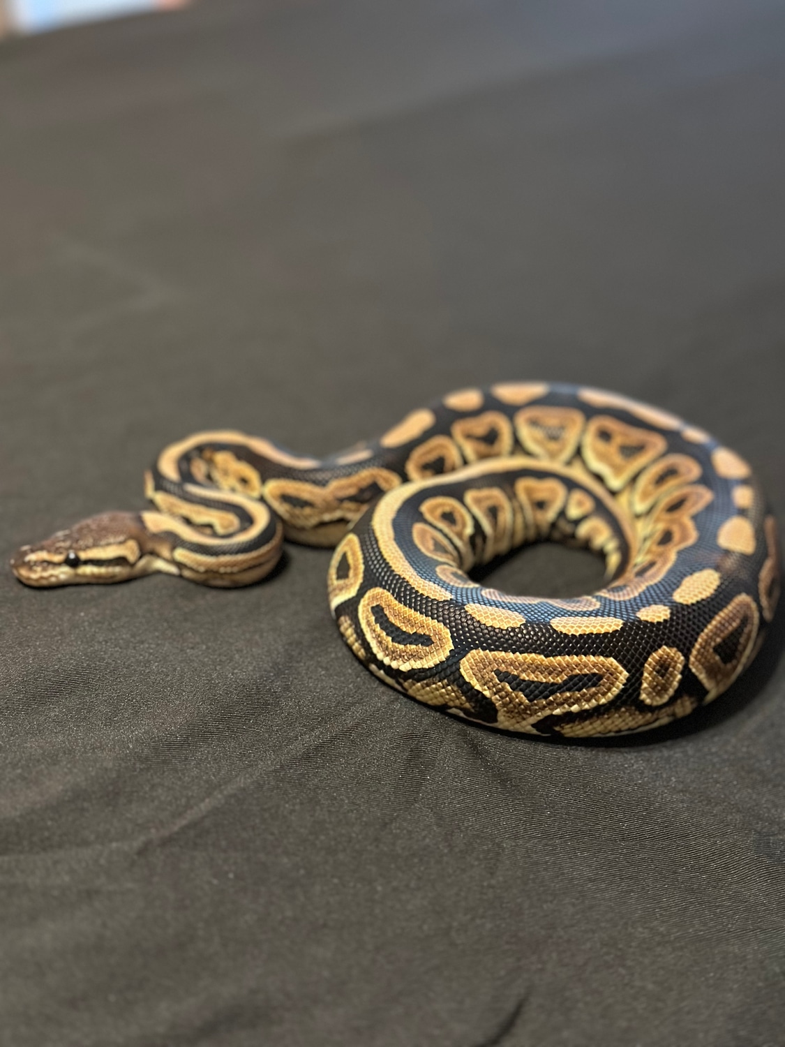 Cinnamon Het Genetic Stripe Het Clown Ball Python by City Limit Exotics ...