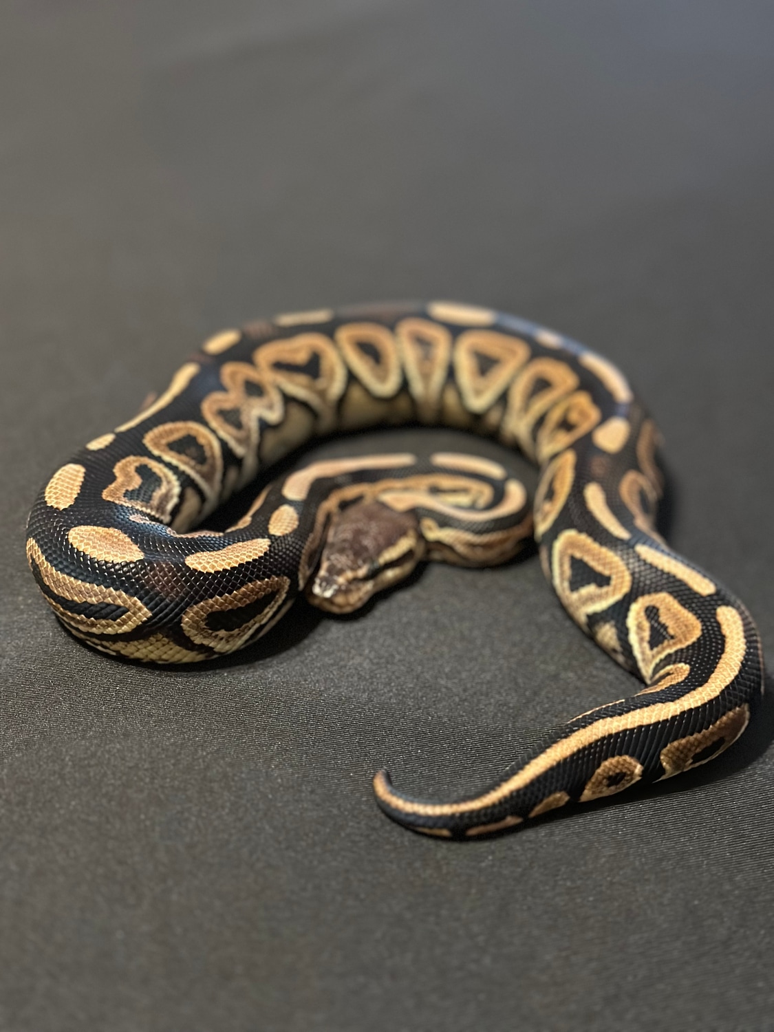 Cinnamon Het Genetic Stripe Het Clown Ball Python by City Limit Exotics - MorphMarket