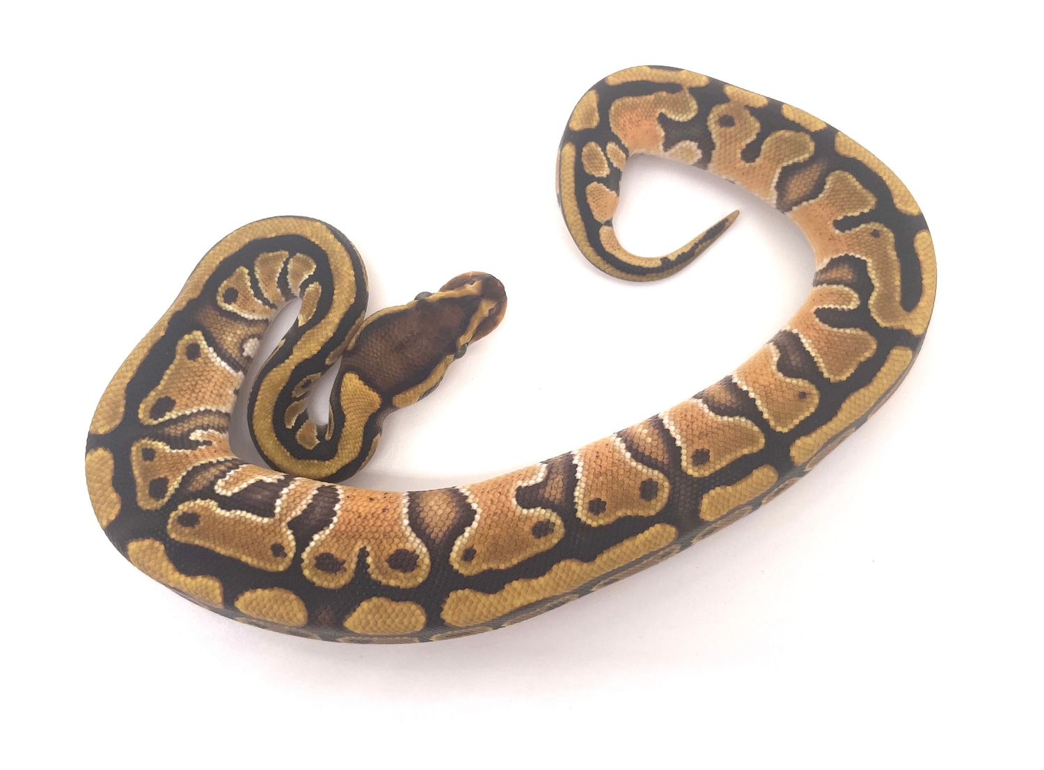 Enchi Dh Gstripe Clown 66% Pos Het Hypo Ball Python by Primal Scales ...