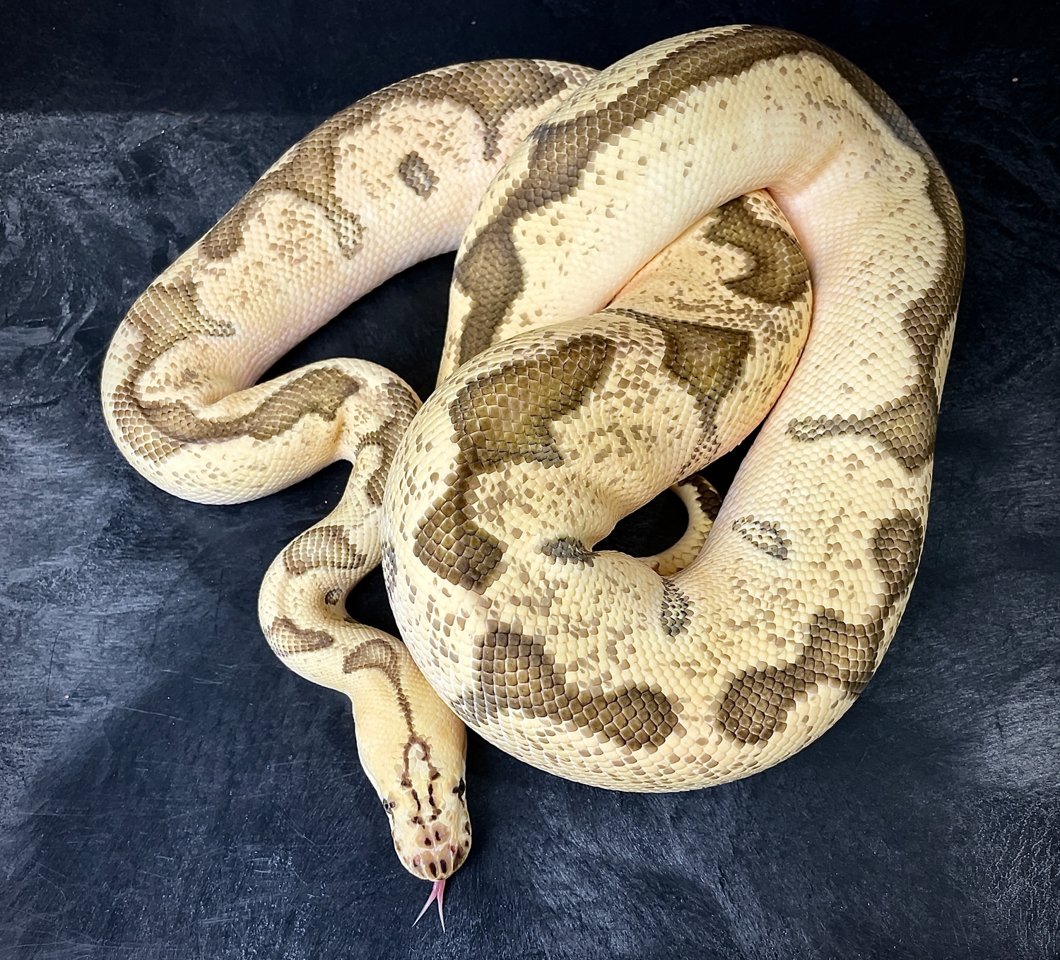Pastel Enchi Fire Orange Dream Clown Ball Python by Primal Scales ...