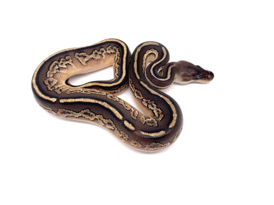 Bongo Cinnamon Het Clown 50% Het Hypo *shipping Included* Ball Python ...