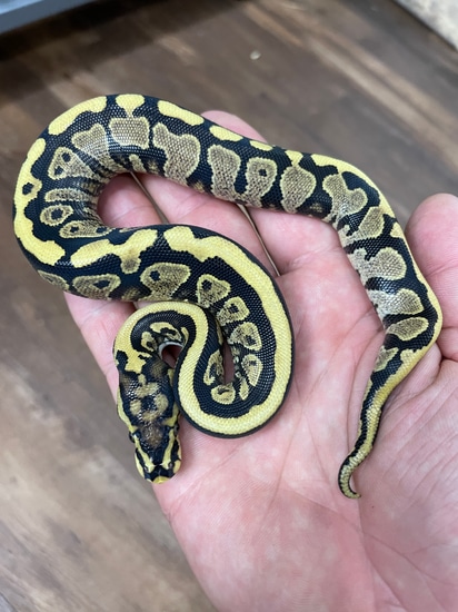 Lace Spotnose Dh VPI Axanthic/Clown Ball Python by Primal Scales LLC