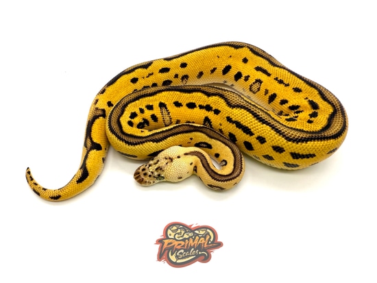 Pastel YB Batman Ball Python by Primal Scales LLC